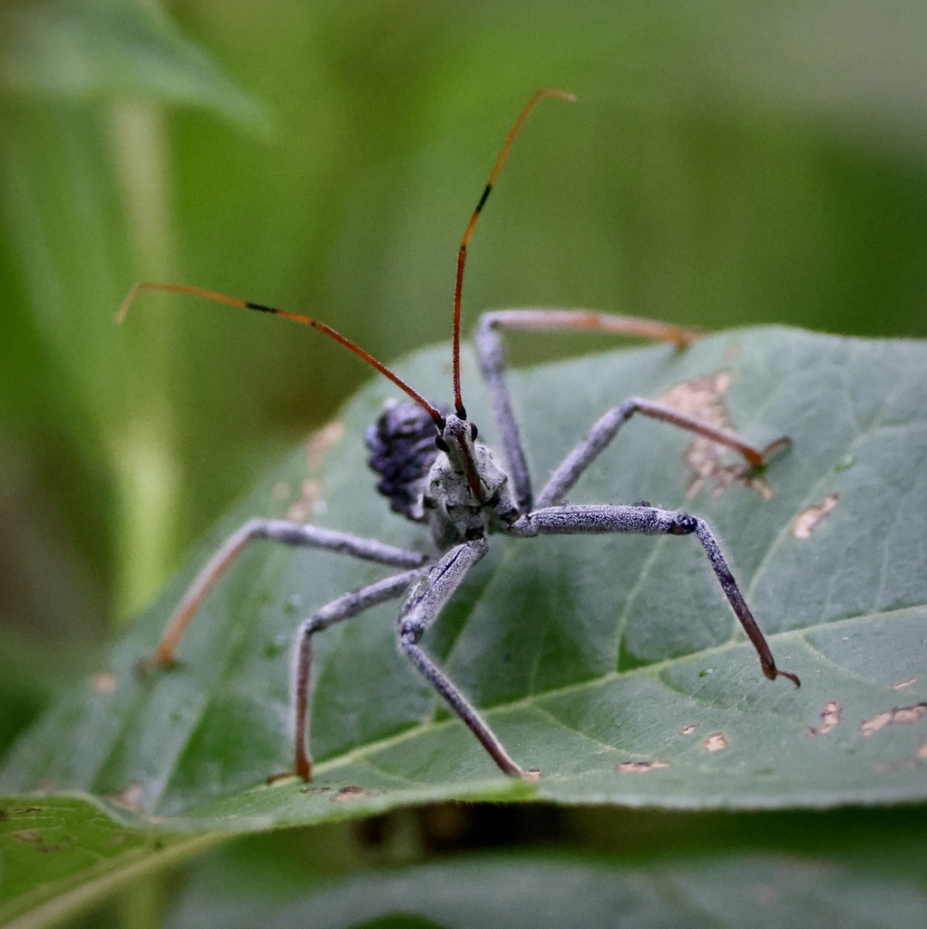 North American Wheel Bug from Crescent Bend Nature Park, 12780 W ...