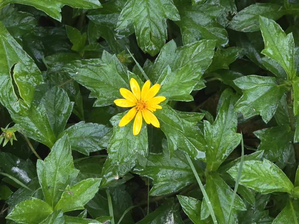 trailing daisy from Birkdale QLD 4159, Australia on April 28, 2024 at ...