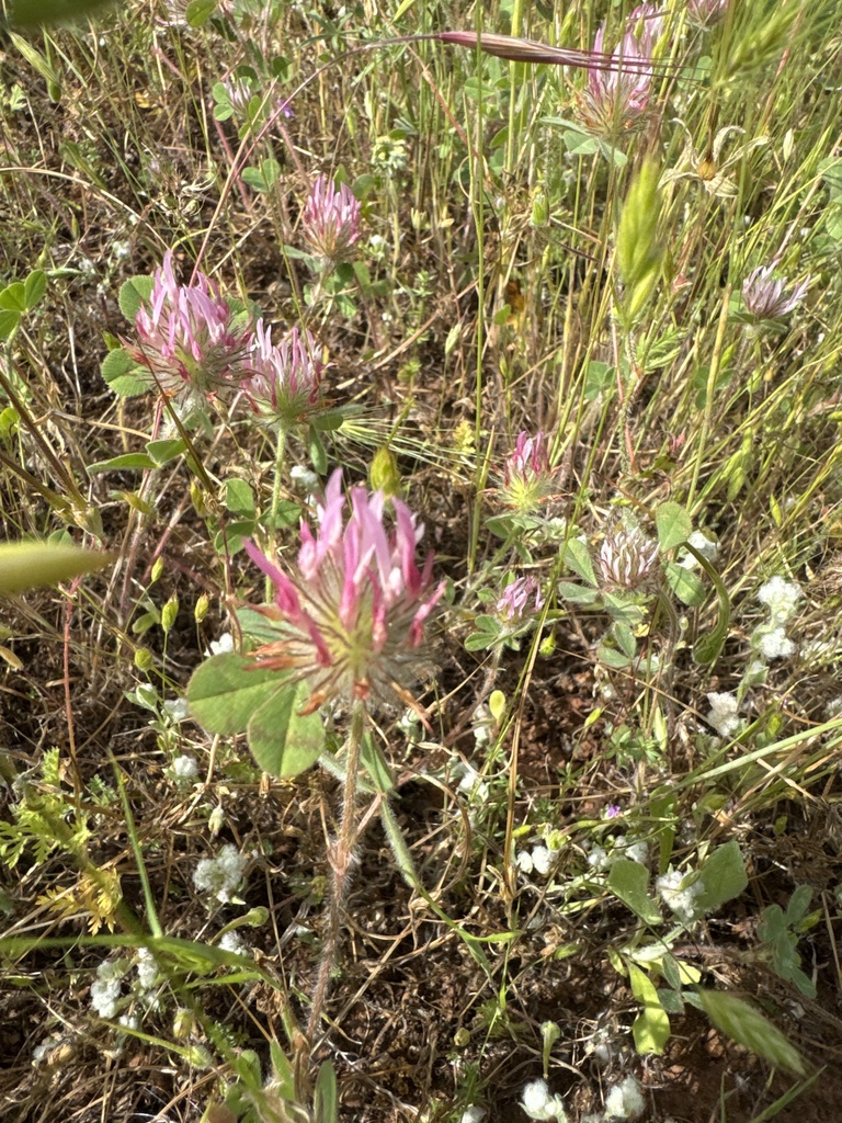 Rose Clover from Bidwell Park, Chico, CA, US on April 27, 2024 at 03:52 ...