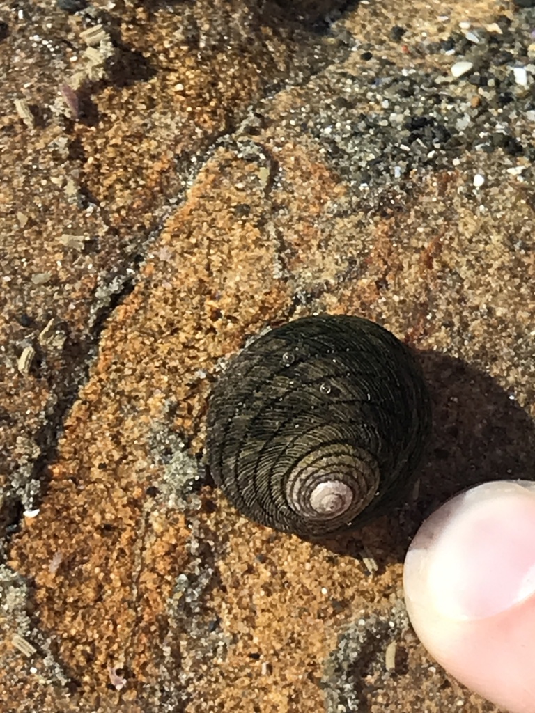 Spotted Top Snail from North Island / Te Ika-a-Māui, Wellington ...