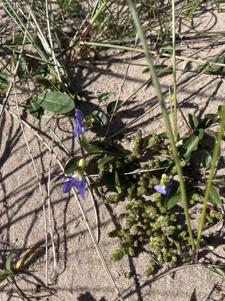 Heath Dog-Violet from Formby CP, Liverpool, England, GB on April 28 ...