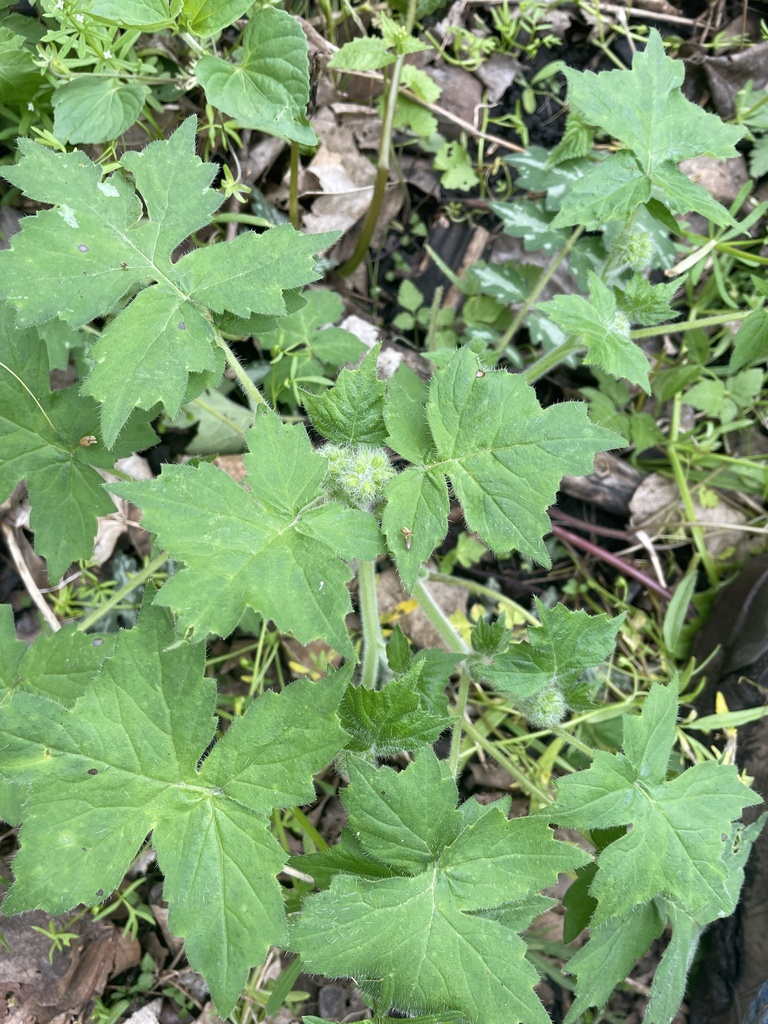 great waterleaf from Princeton, IL, US on April 28, 2024 at 03:44 PM by ...