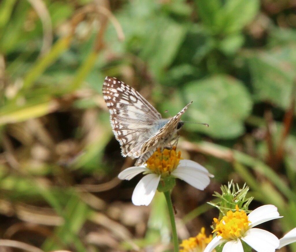 Tropical Checkered-Skipper from East Fort Lauderdale, Fort Lauderdale ...