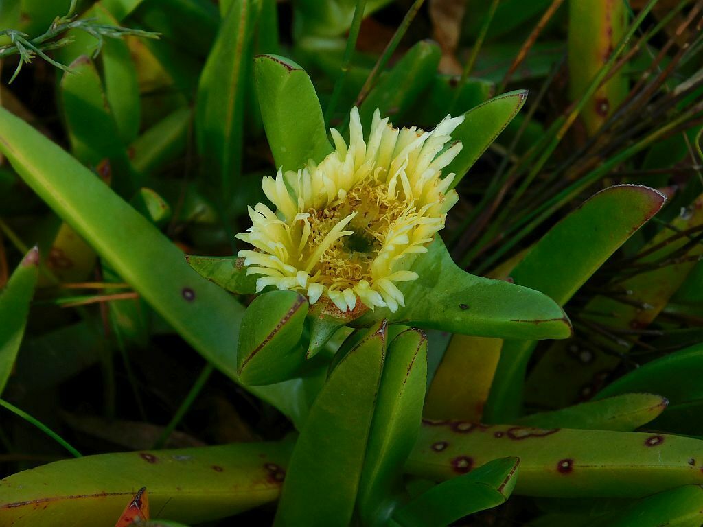 sea fig from Sandpit Greyton, 7233, South Africa on April 26, 2024 at ...