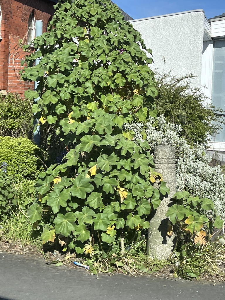 Tree Mallow from Liverpool Road N, Liverpool, England, GB on April 28 ...