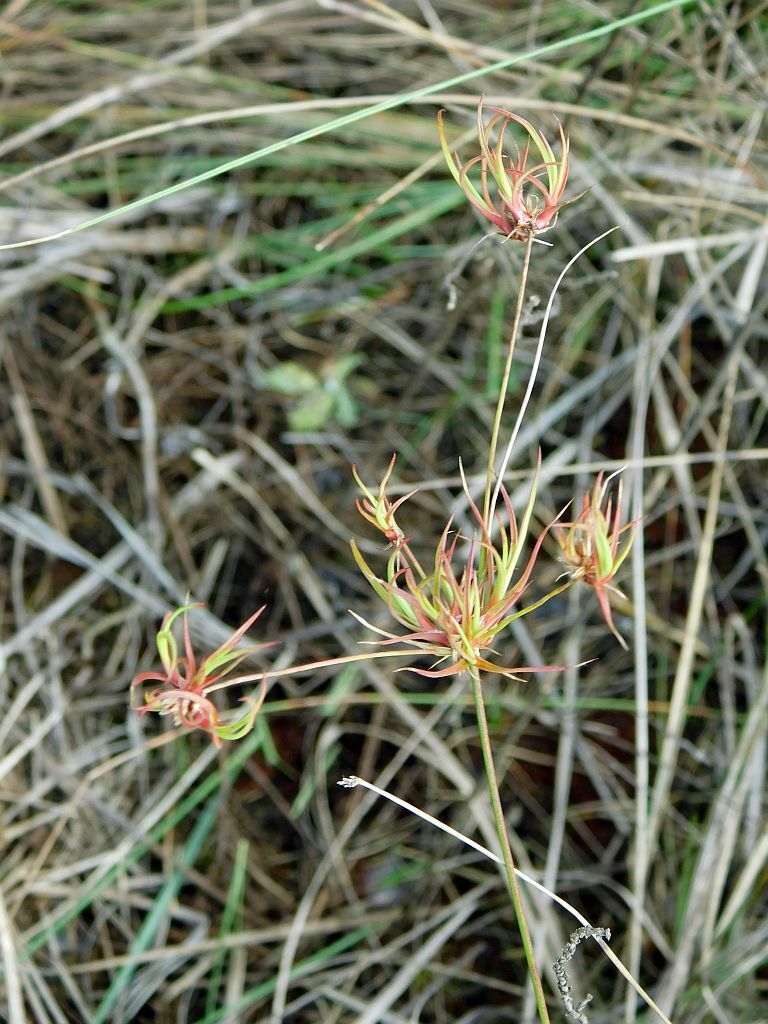 Leafy Rush from Sandpit Greyton, 7233, South Africa on April 26, 2024 ...