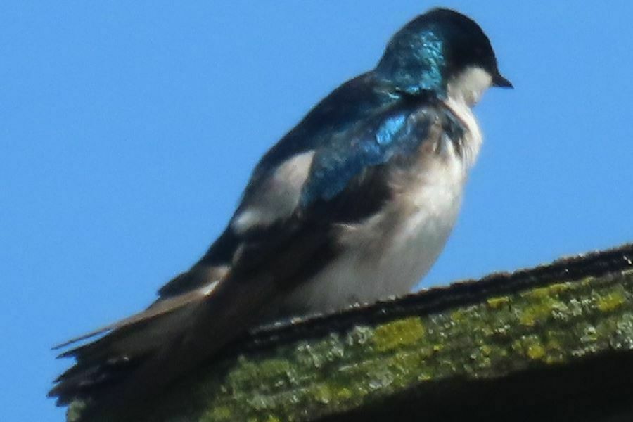 Tree Swallow from Sterling, VA, USA on April 28, 2024 at 10:56 AM by ...