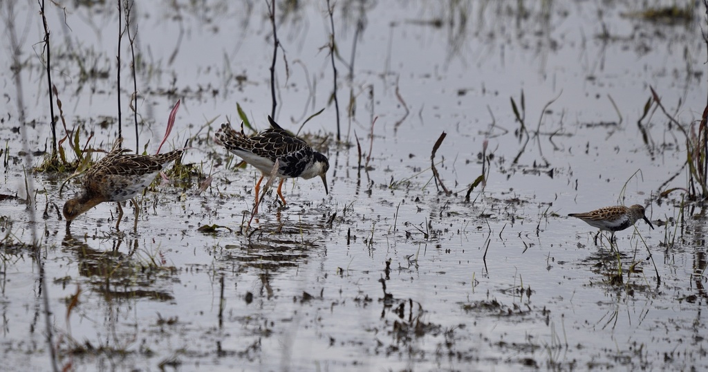 Ruff from Marshside Road, Southport, England, GB on April 27, 2024 at ...