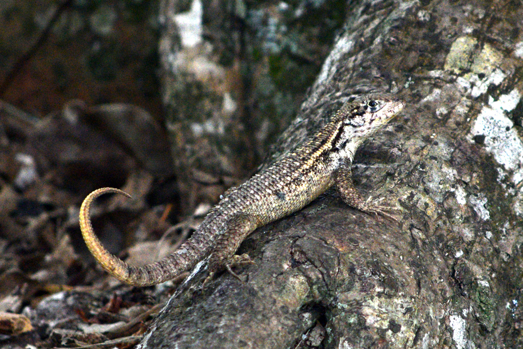 Northern Curly-tailed Lizard from Coral Terrace, FL, USA on April 28 ...