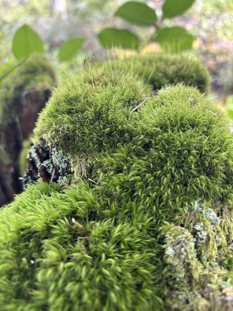 Broom Forkmoss from Nanaimo, Nanaimo, BC, CA on April 28, 2024 at 11:49 ...