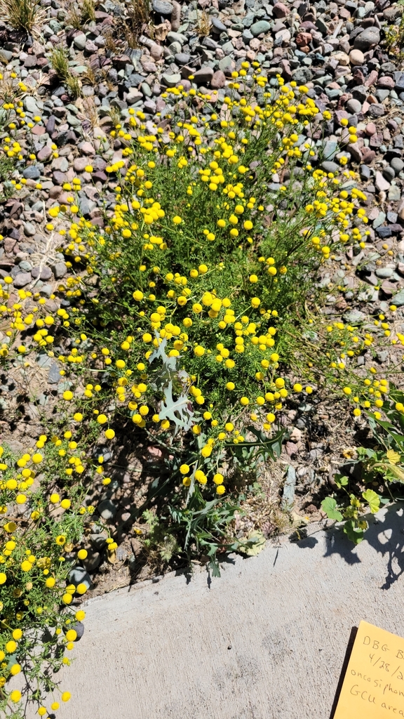 stinknet from Phoenix, AZ 85019, USA on April 28, 2024 at 02:34 PM by ...