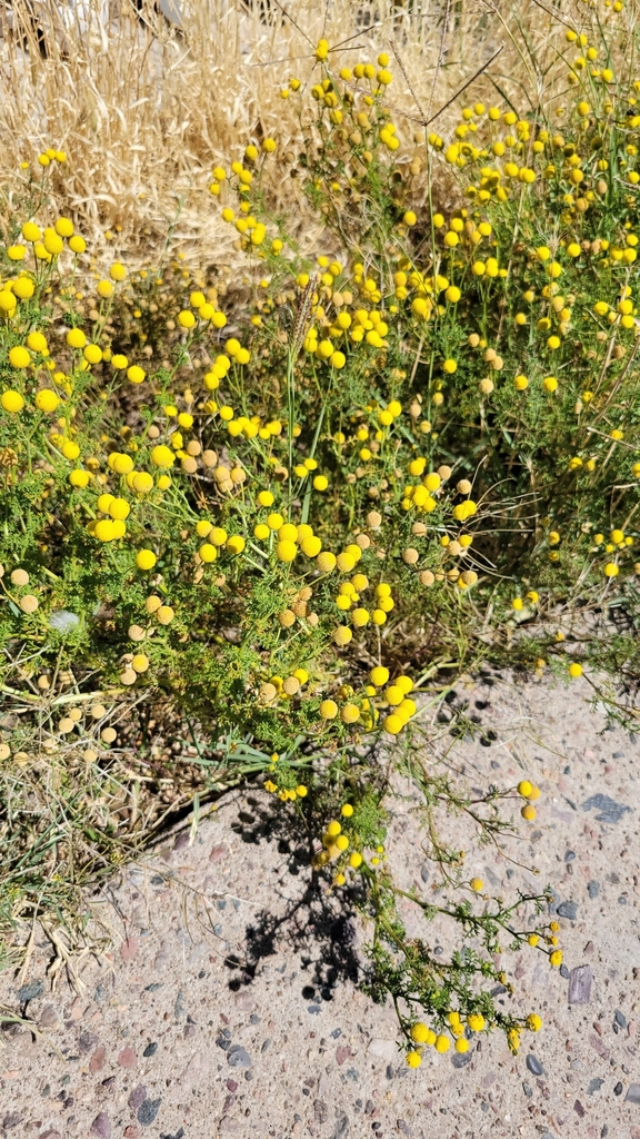 stinknet from Maryvale Park, Phoenix, AZ 85017, USA on April 28, 2024 ...