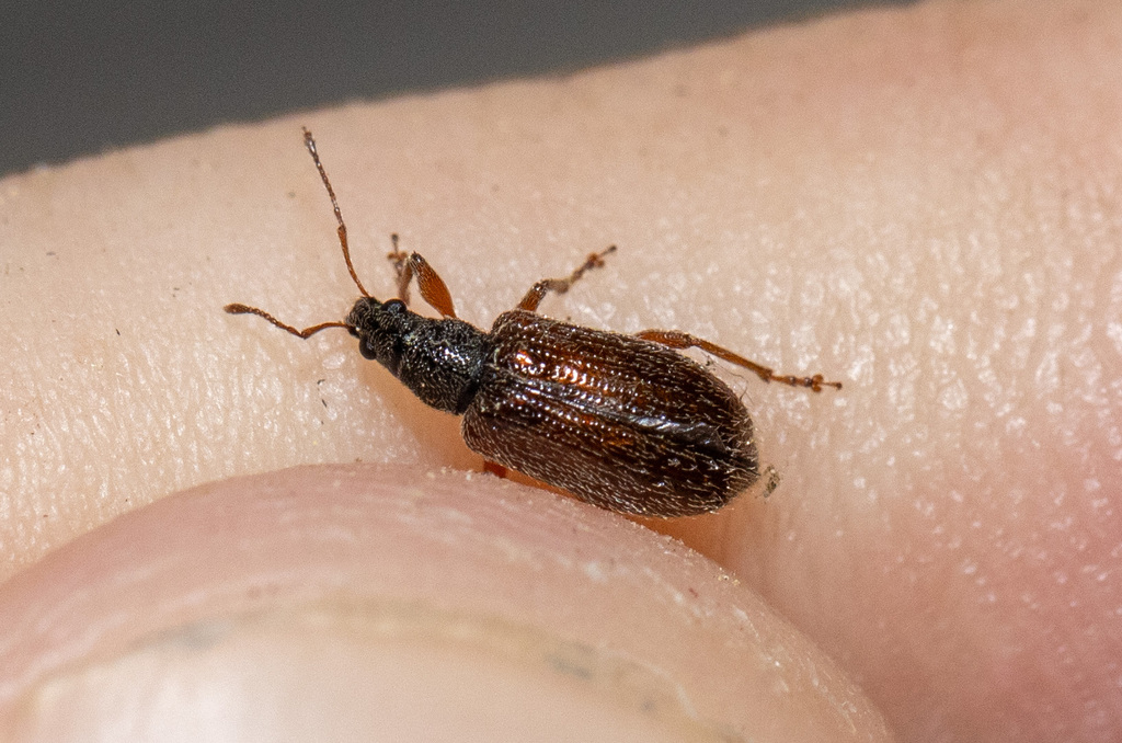 Brown Leaf Weevil from Centerville, OH, USA on April 27, 2024 at 10:08 ...