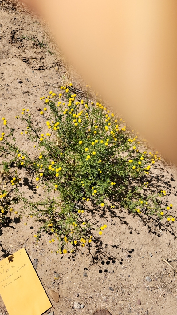 stinknet from Bethany Home Rd & 29th Av, Phoenix, AZ 85017, USA on ...