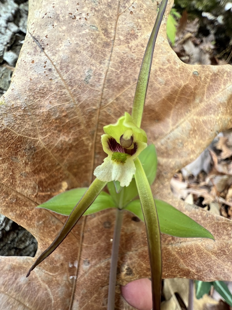 Large Whorled Pogonia in April 2024 by bbuzas · iNaturalist