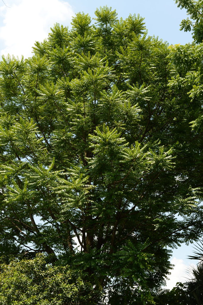 (Azadirachta excelsa) - Botanical Realm