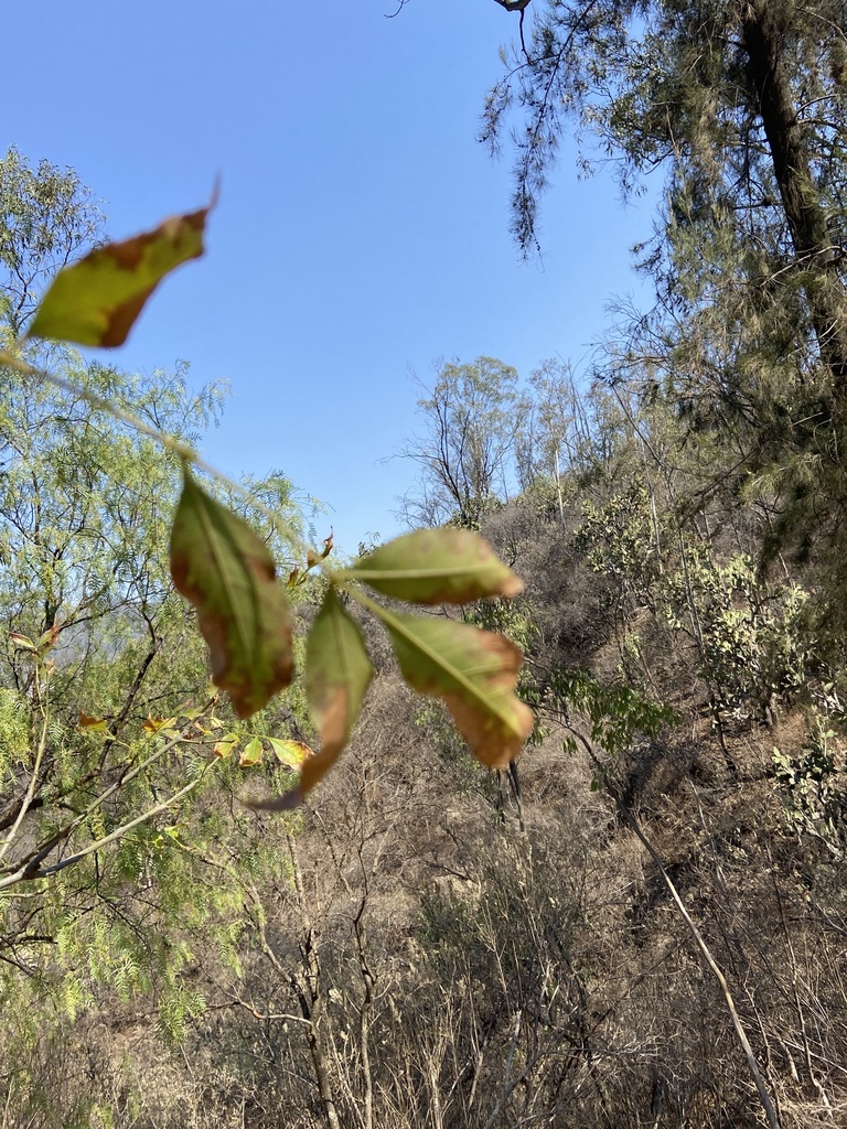 Shamel Ash from Parque Estatal Sierra de Guadalupe, Gustavo A. Madero ...
