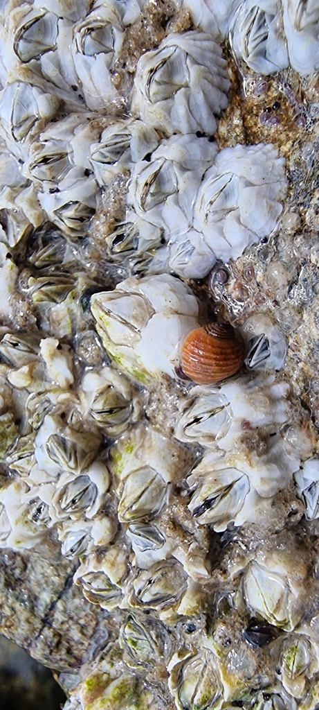 Northern Acorn Barnacle from Ireland on April 28, 2024 at 12:45 PM by ...