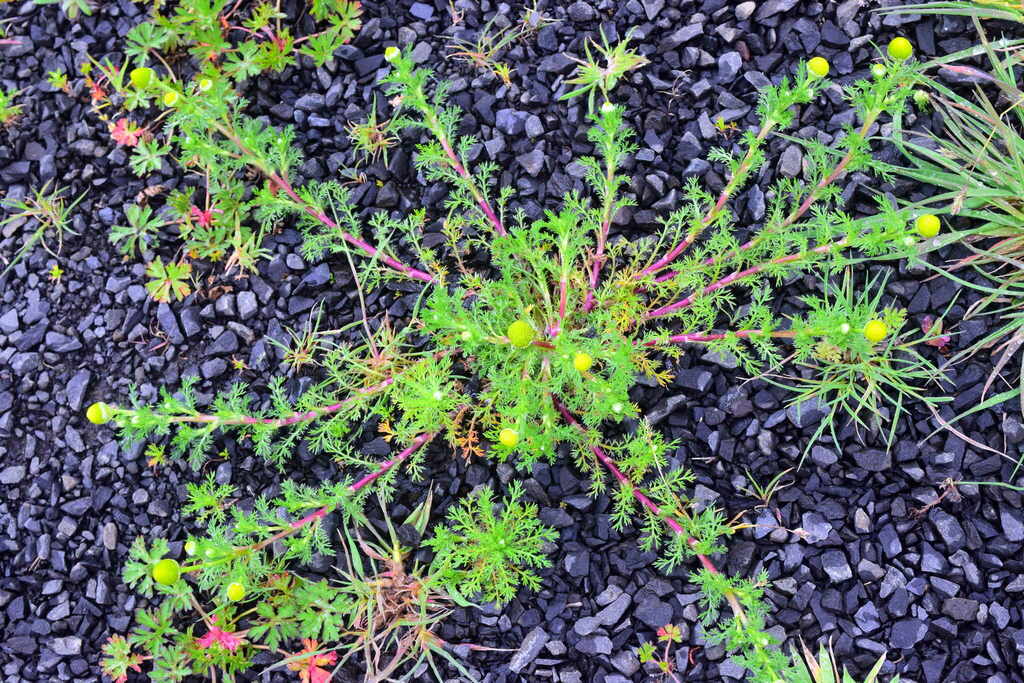 pineapple-weed from Woodpecker Loop Trail, Finley NWR, Benton County ...