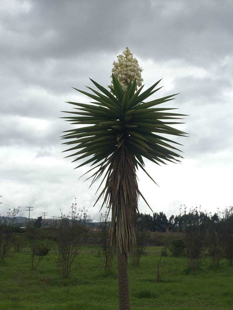 Spineless Yucca from Con, Cl. 73 Bis Sur, Bogotá, Colombia on April 29 ...