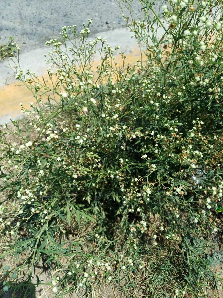 Santa Maria feverfew from Fraccionamiento Santaluz 4o Sector, 66070 ...