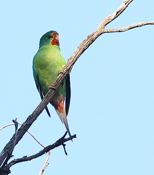 Swift Parrot from Indigo Valley VIC 3688, Australia on April 28, 2024 ...