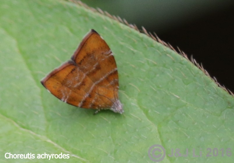Choreutis achyrodes from Kowloon Park, Hong Kong on May 15, 2016 by ...