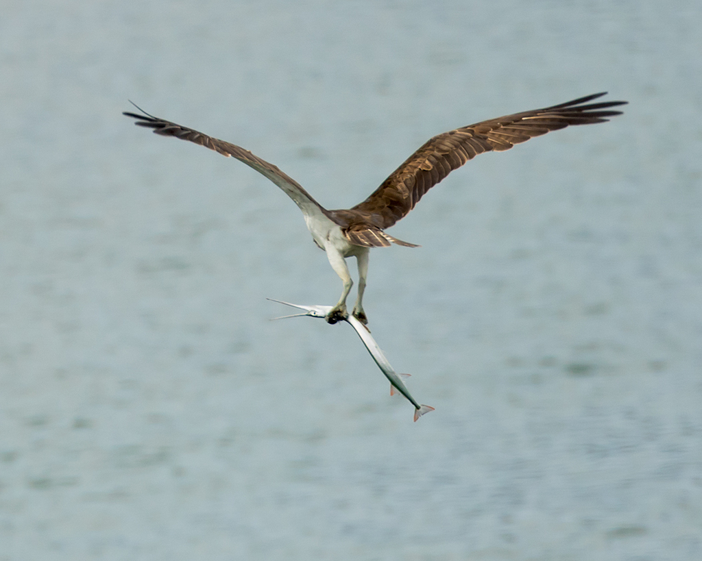 California needlefish from Batiquitos Lagoon West of I5, California ...