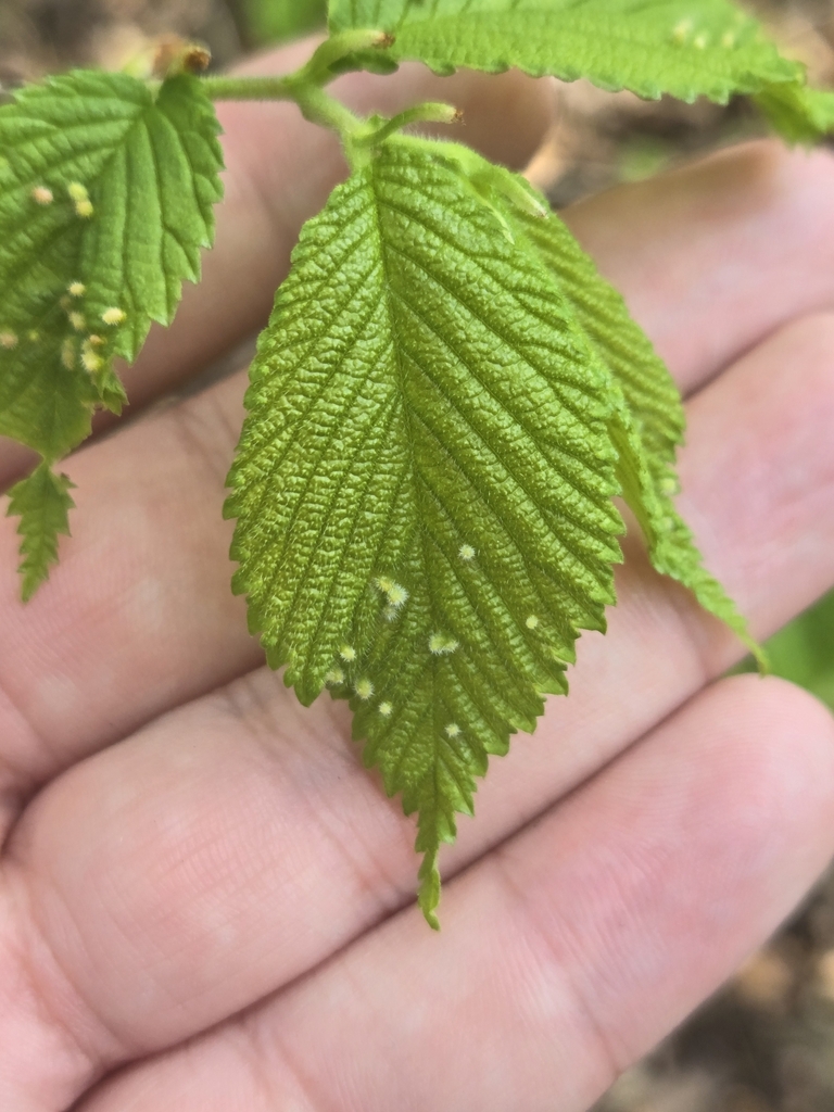 Elm Leaf Gall Mite from Erie, PA 16510, USA on April 28, 2024 at 04:24 ...