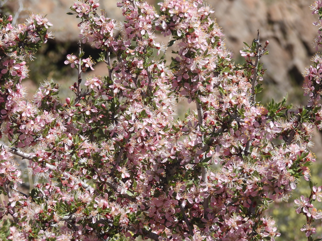 Desert Peach from Reno, NV, USA on April 27, 2024 at 11:27 AM by Nancy ...