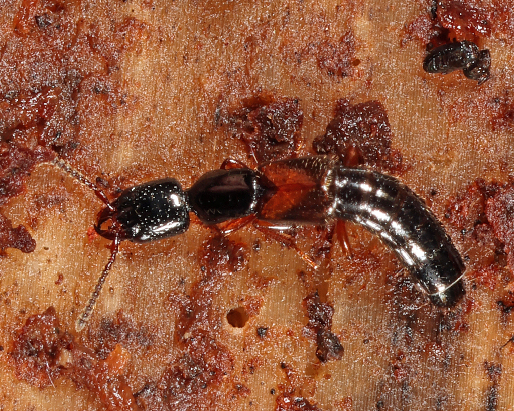 Nudobius from Montague Plains Wildlife Management Area, 74 Lake ...