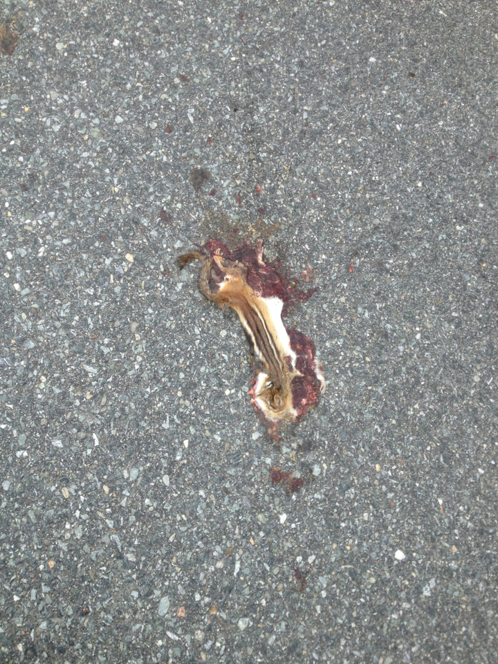 Eastern Chipmunk from 2–98 Old Birch Rd, Hartland, Vermont, US on June ...
