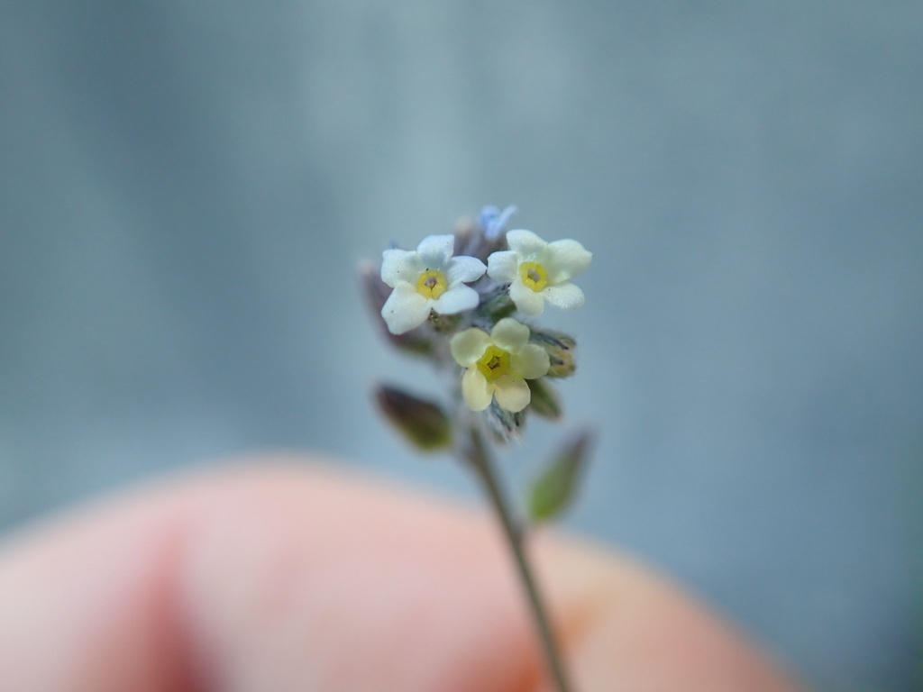Changing Forget-me-not from Capital, BC, Canada on April 29, 2019 at 10 ...