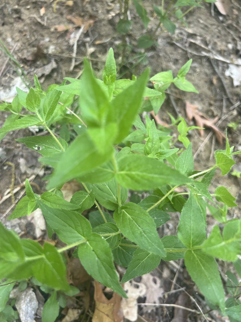 common dittany from Jefferson Memorial Forest, Louisville, KY, US on ...