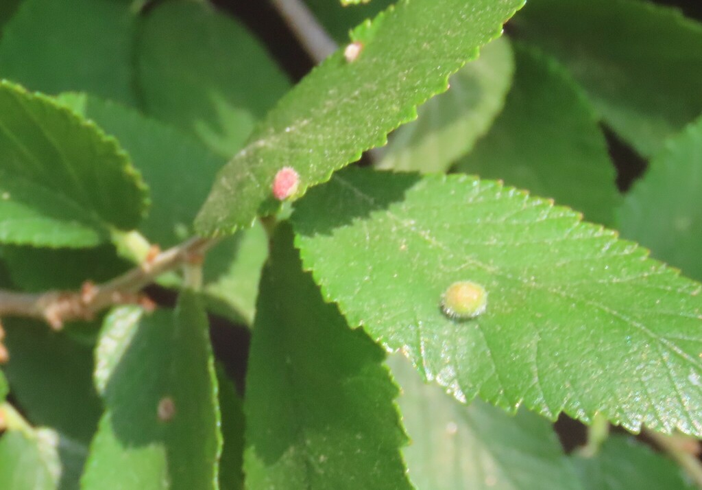 Elm Leaf Gall Mite from Rosenberg, TX, USA on April 26, 2024 at 03:50 ...