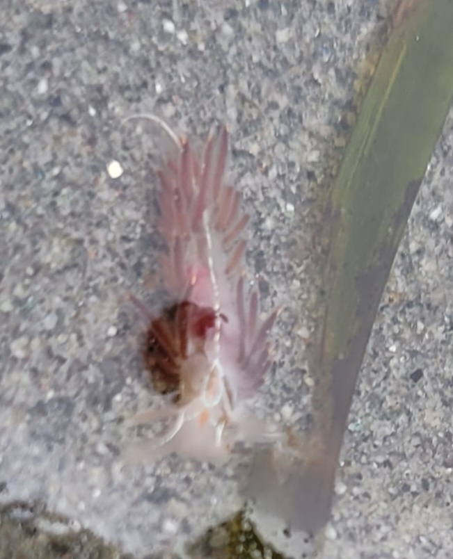 Horned Nudibranch from Ballard, Seattle, WA, USA on April 28, 2024 at ...