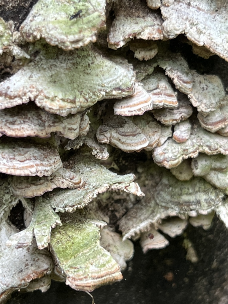 Trichaptum from Overton Park, Memphis, TN, US on April 28, 2024 at 04: ...