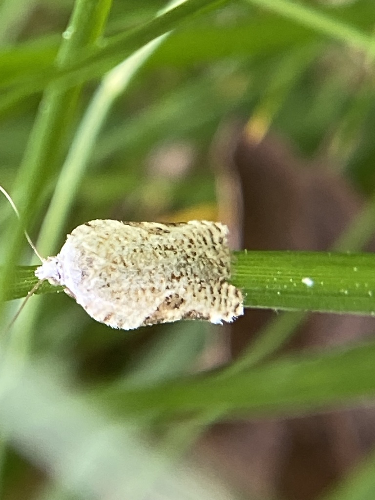 Bent-winged Acleris Moth from Douthat State Park, Millboro, VA, US on ...