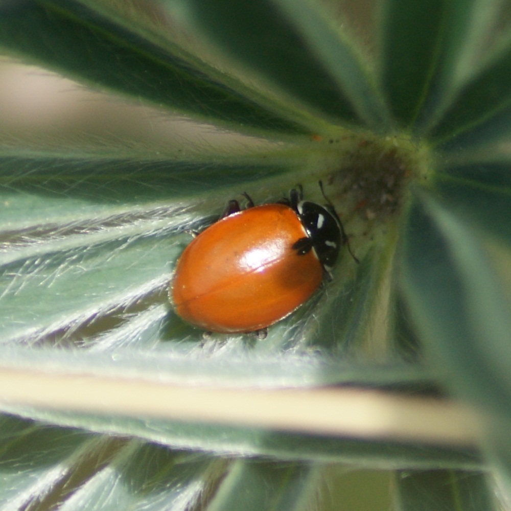 Hippodamia koebelei from Puebla, Pue., México on April 29, 2019 at 12: ...