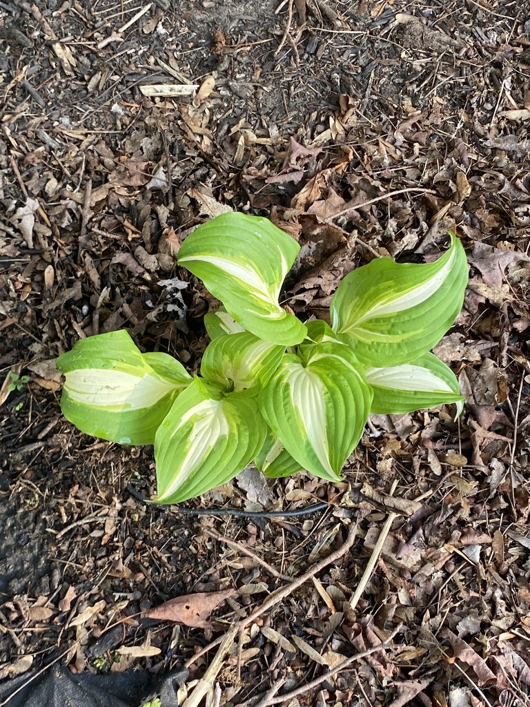 Scented hosta from E Lake Rd, Erie, PA, US on April 28, 2024 at 06:05 ...