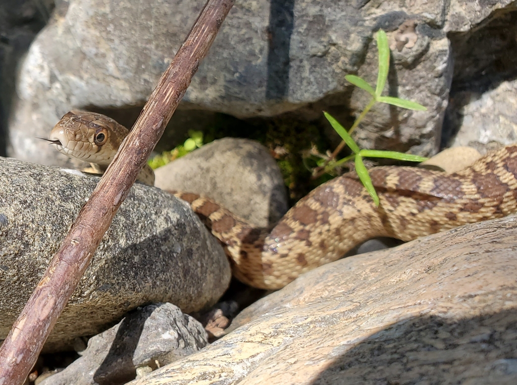 Pacific Gopher Snake from Morgan Hill, CA 95037, USA on April 27, 2024 ...