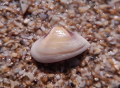 Almeja (Caryocorbula biradiata)