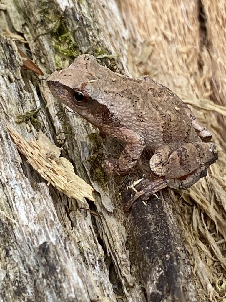 Spring Peeper from Douthat State Park, Millboro, VA, US on April 26 ...