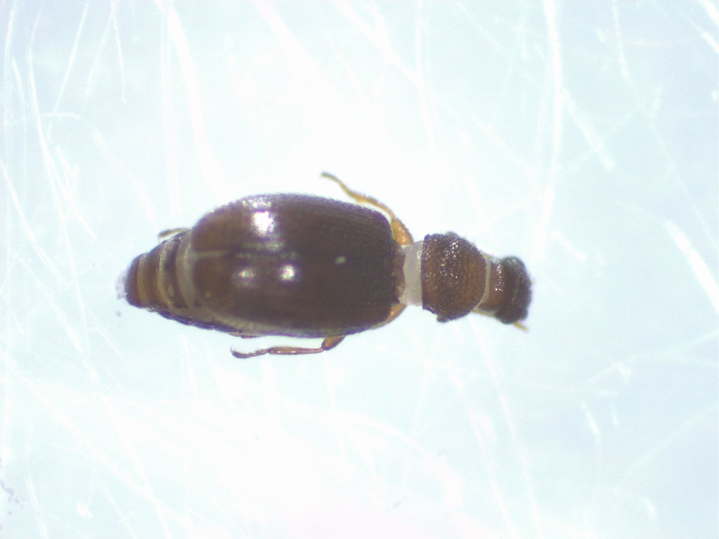 Corticariinae from Omana Regional Park 2 Omana Beach Road, Maraetai ...