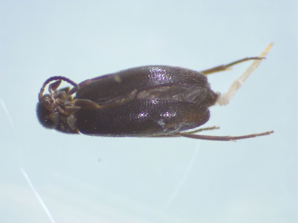 Beetles from Mahurangi Regional Park 192 Ngarewa Drive, Mahurangi West ...