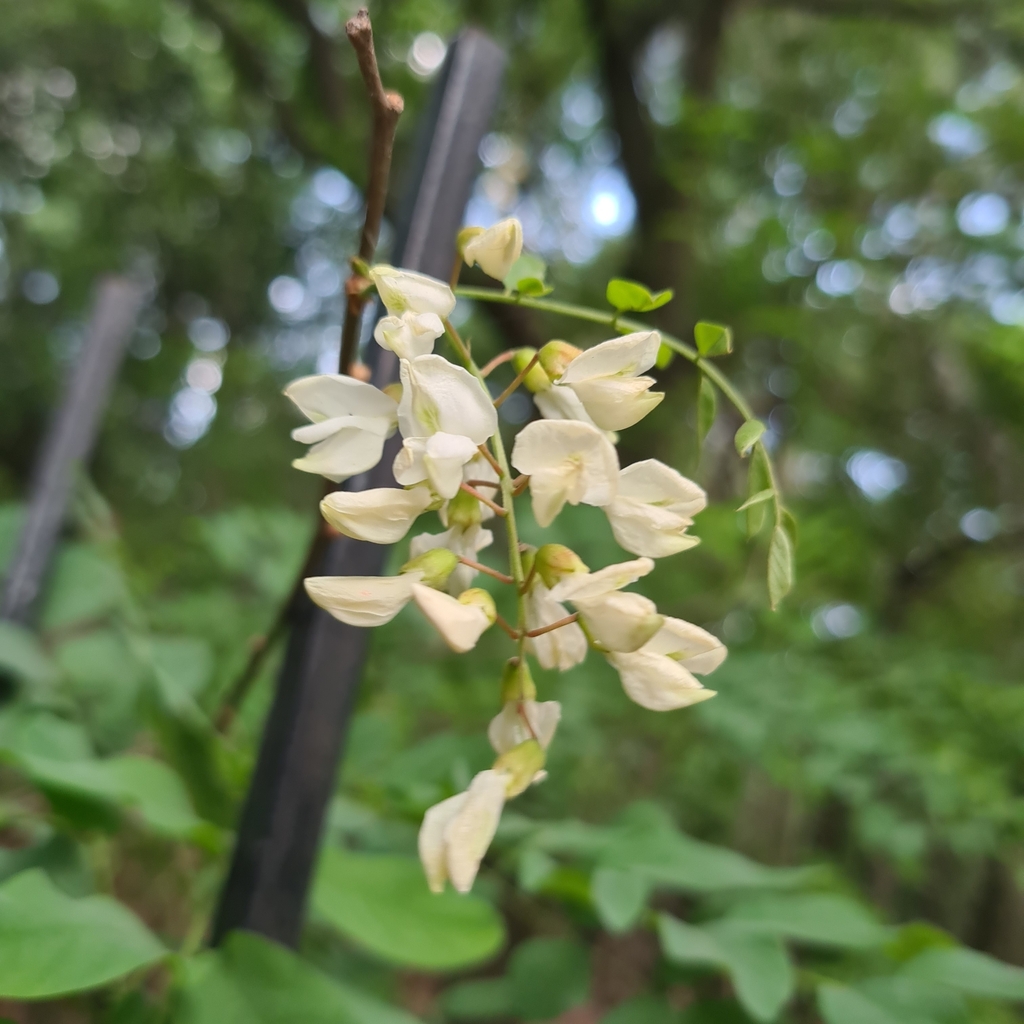 black locust from CE-661 Madrid - Universidad, Del Carmen, Coyoacán ...