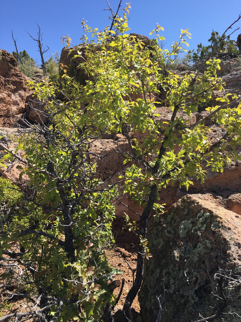 Wavyleaf Oak (Quercus × undulata) - Botanical Realm