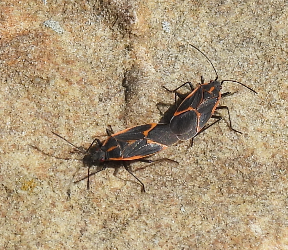 Eastern Boxelder Bug from Hawkins County, TN, USA on April 28, 2024 at ...
