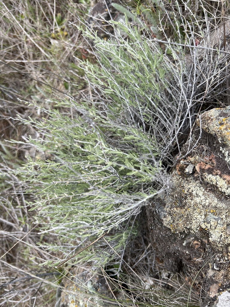 sunflowers, daisies, asters, and allies from E Ralston-Benge Rd, Benge ...