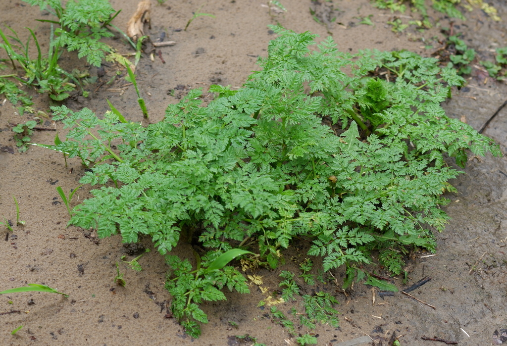 poison hemlock from Tom Harkin Trailhead, 719 Camp Cardinal Blvd ...
